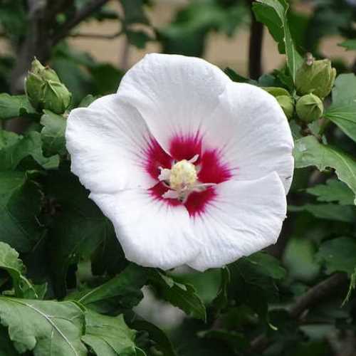 Hibiscus Syriacus Helene Pb6 5 30 40