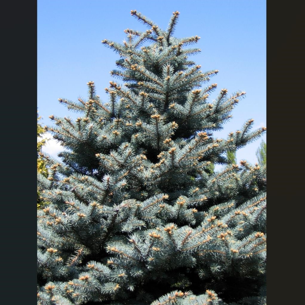Picea pungens, Blue Spruce - Greenleaf Nurseries