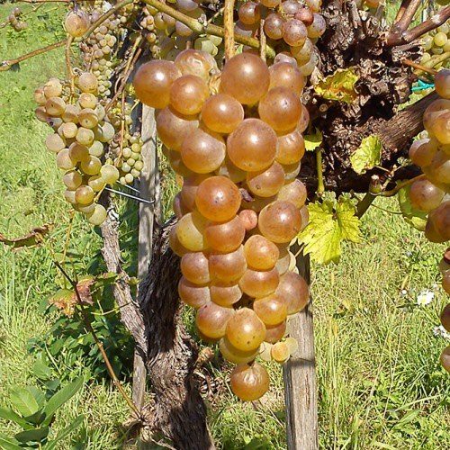 Grape Pappa Jack - PB6.5